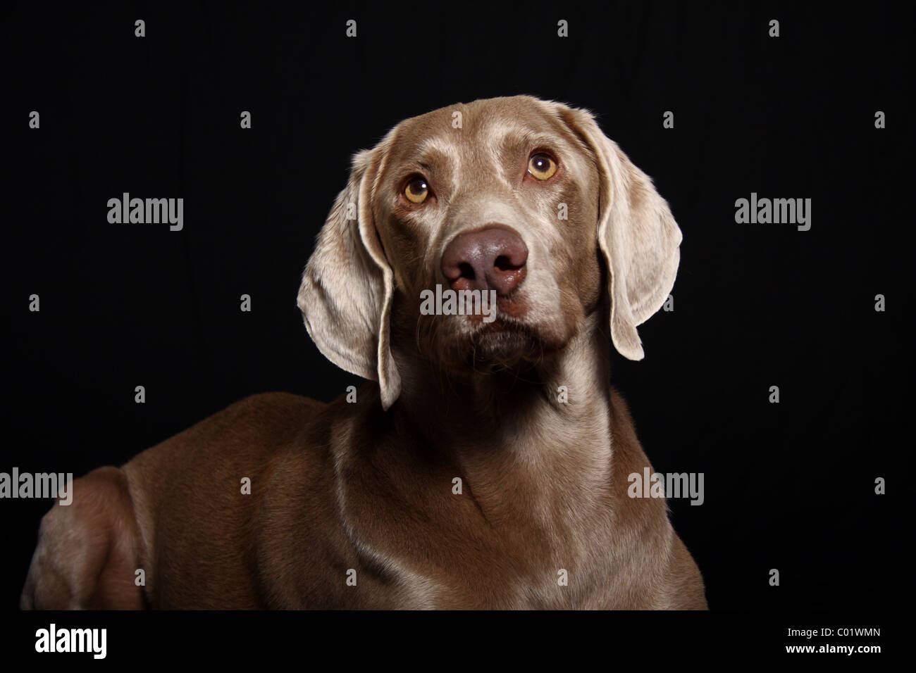 Short haired weimaraners hi-res stock photography and images - Alamy