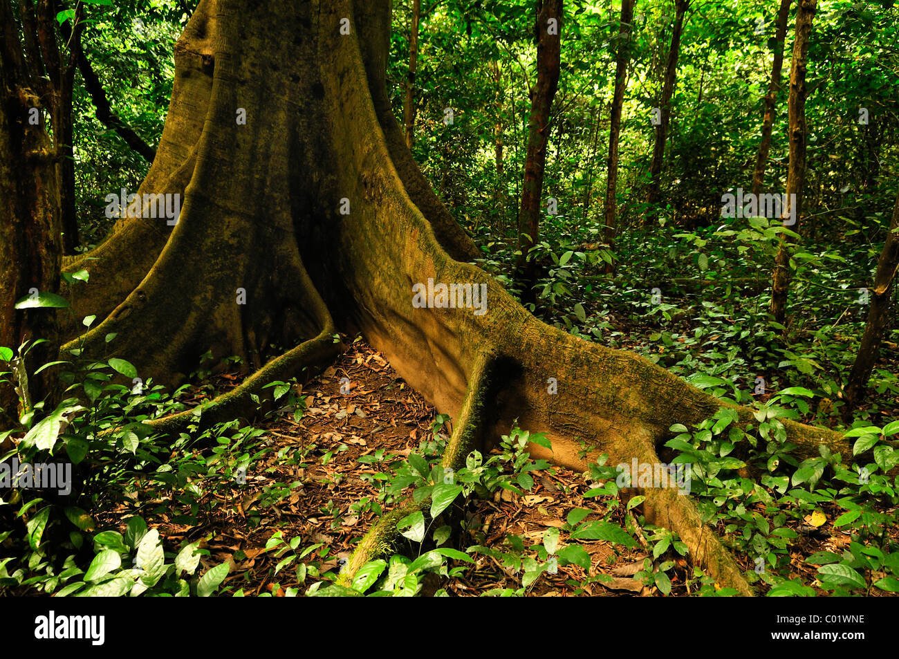 Cuc Phuong National Park, Vietnam, Southeast Asia Stock Photo - Alamy