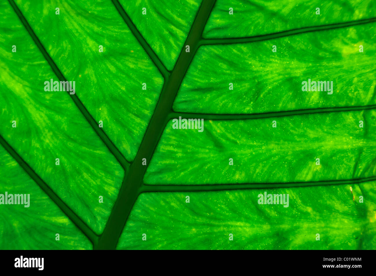 Vietnam bild hi-res stock photography and images - Alamy