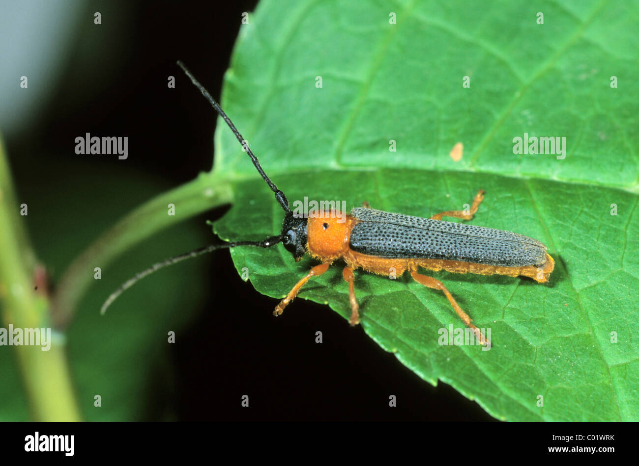 Twin Spot Longhorn Beetle (Oberea oculata Stock Photo - Alamy