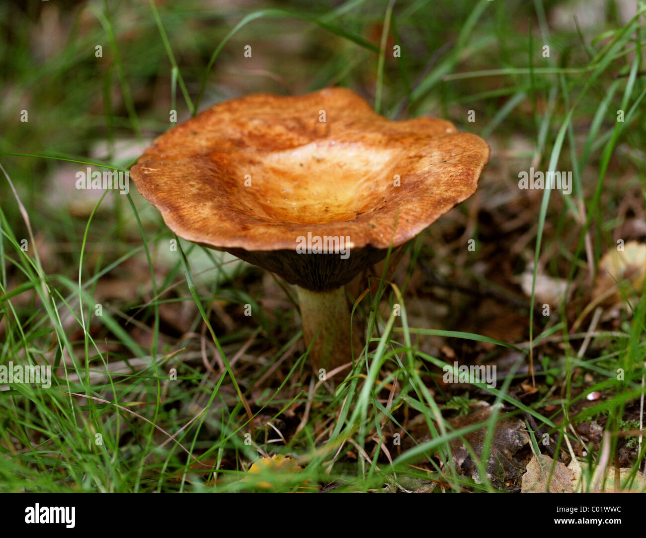 Brown Roll-rim, Paxillus involutus, Paxillaceae, Boletales ...