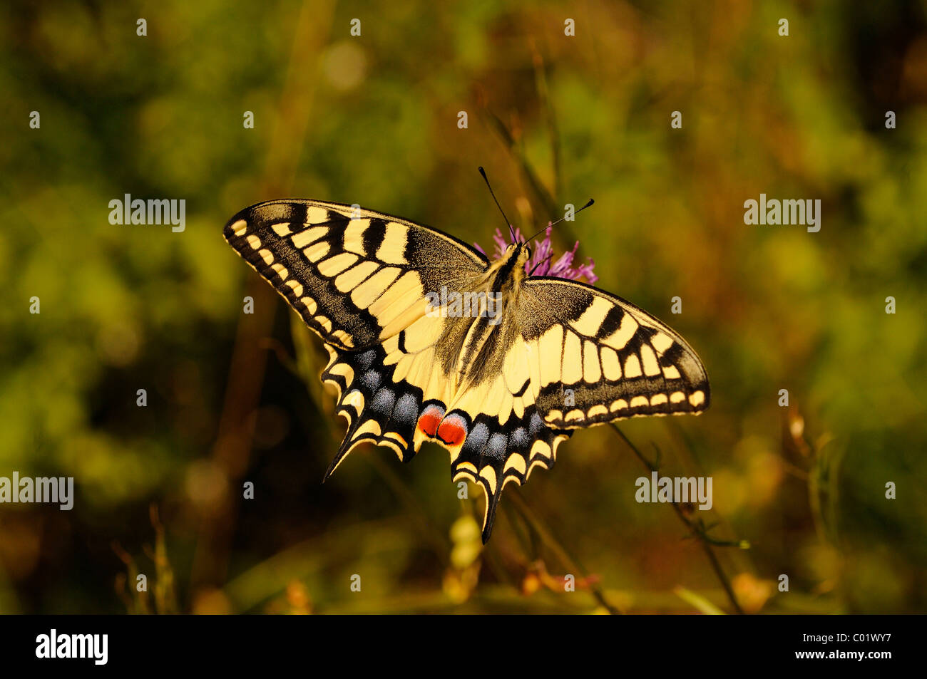 Old world swallowtail (Papilio machaon Stock Photo - Alamy