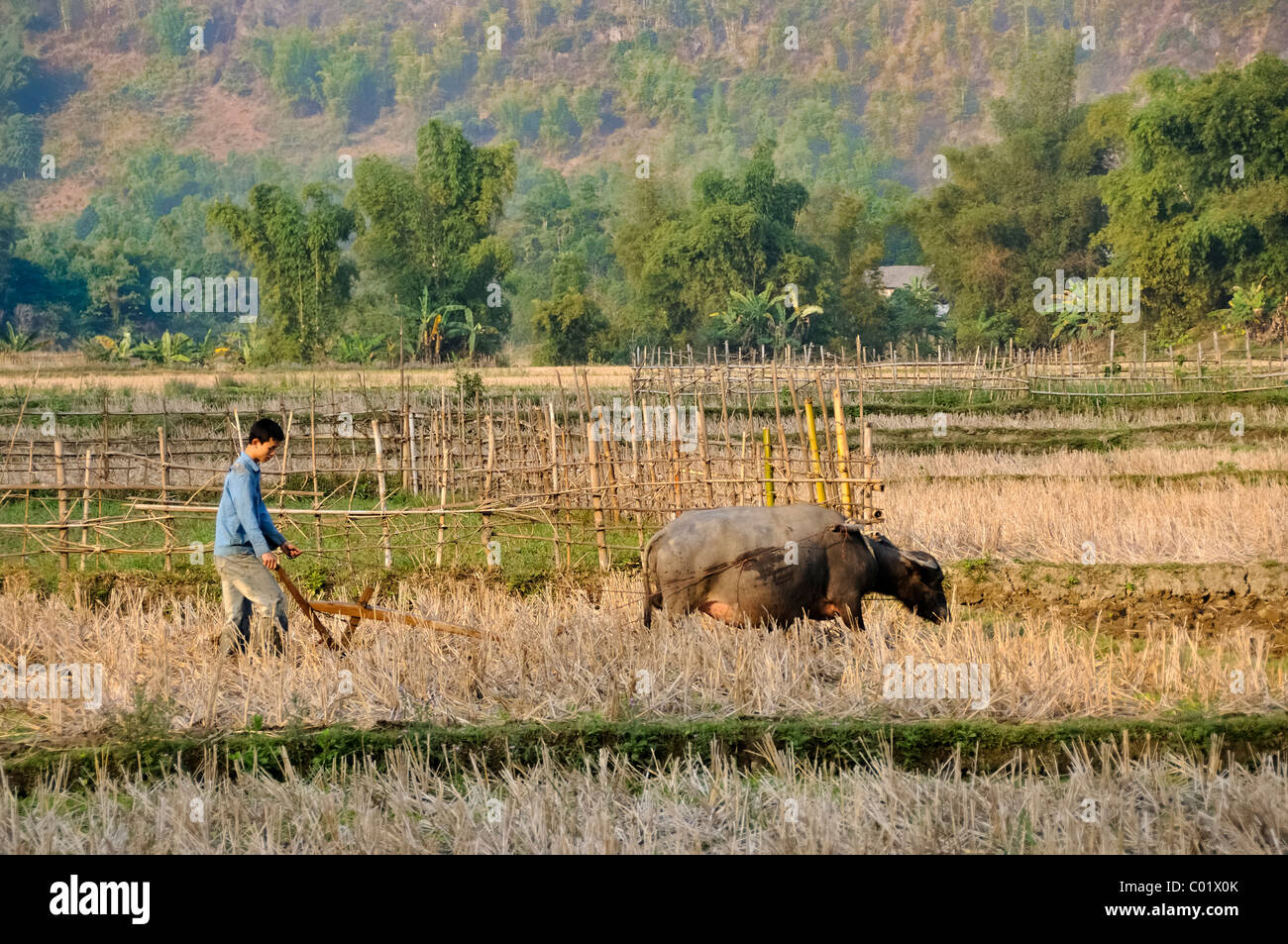 Water buffalo and boys hi-res stock photography and images - Alamy