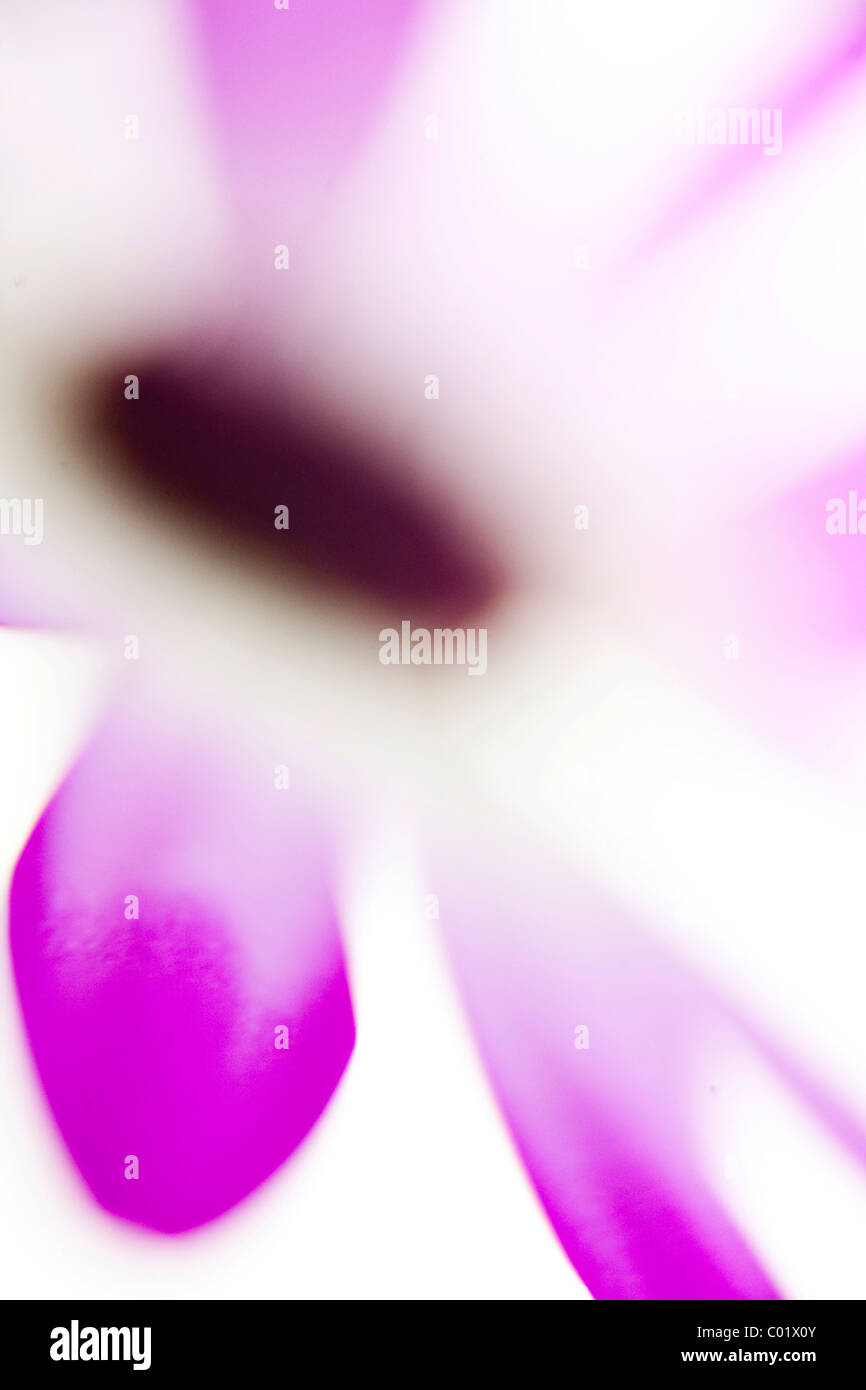 Abstract from rose hi-res stock photography and images - Alamy
