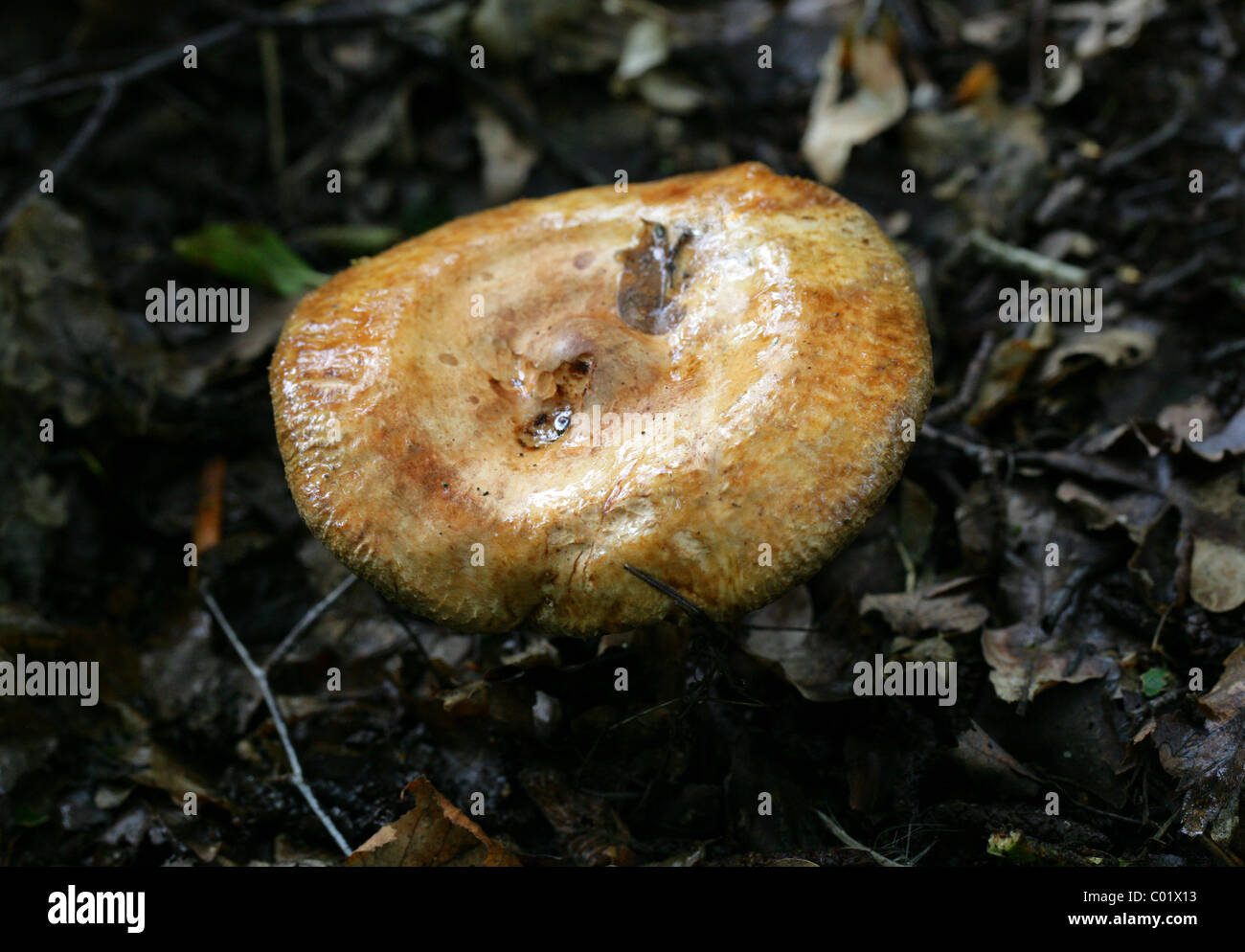 Brown roll rim paxillus involutus paxillaceae hi-res stock photography ...
