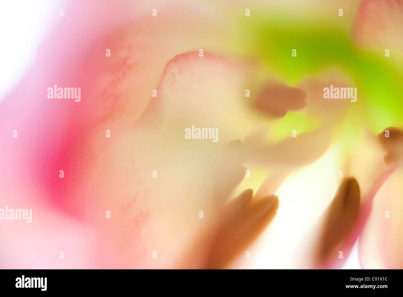 Abstract flower of a lily (Lilium Stock Photo - Alamy