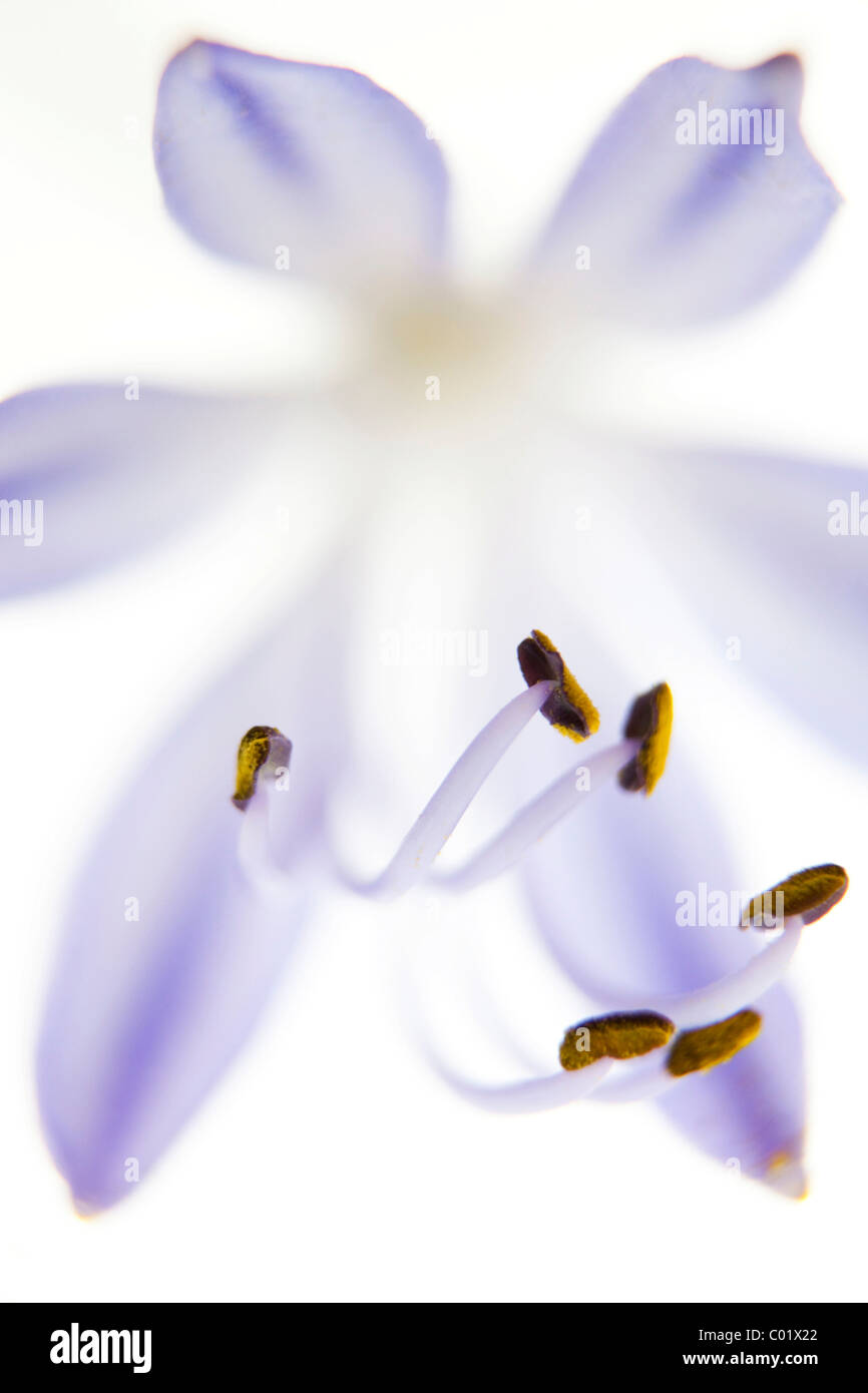 Abstract flower photo hi-res stock photography and images - Alamy