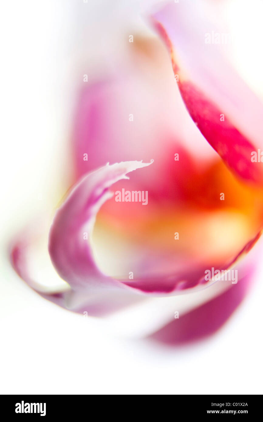 Abstract flower of an orchid (Orchidaceae Stock Photo - Alamy