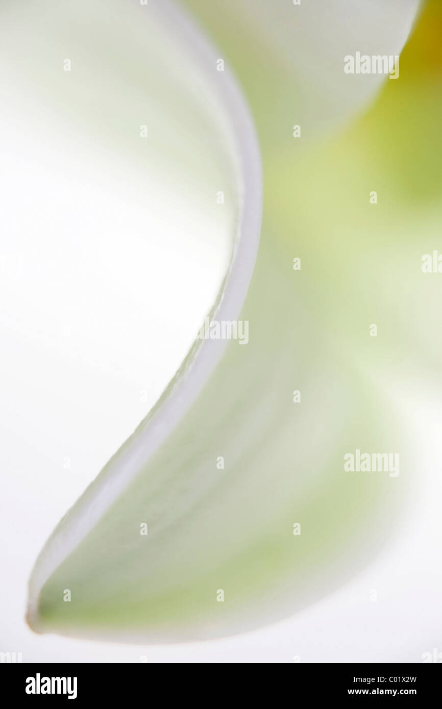 Abstract flower of a lily (Lilium Stock Photo - Alamy