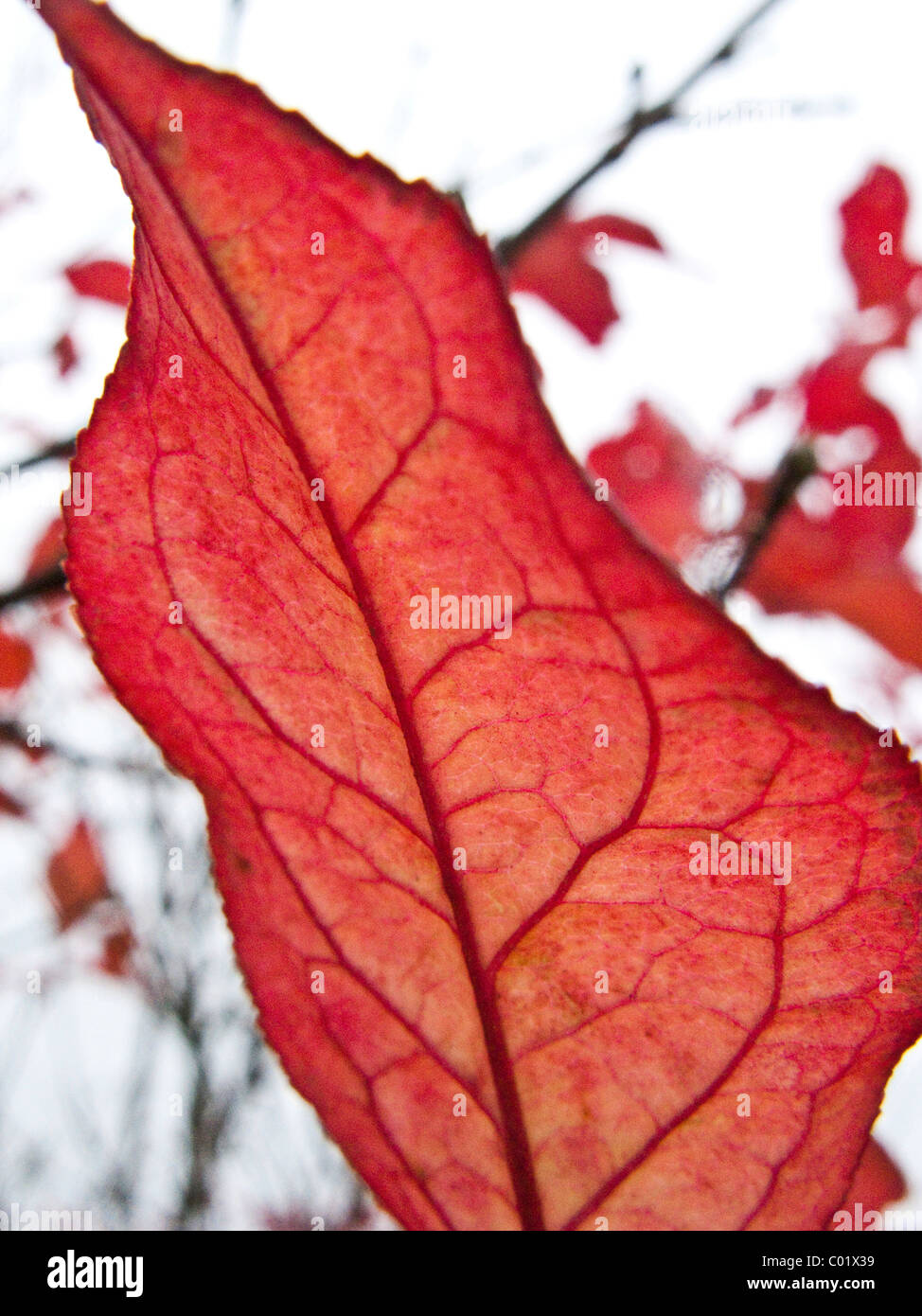 Display leaf structures hi-res stock photography and images - Alamy