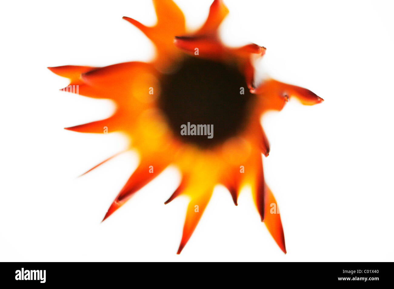 Flower in closeup species Cut Out Stock Images & Pictures - Alamy