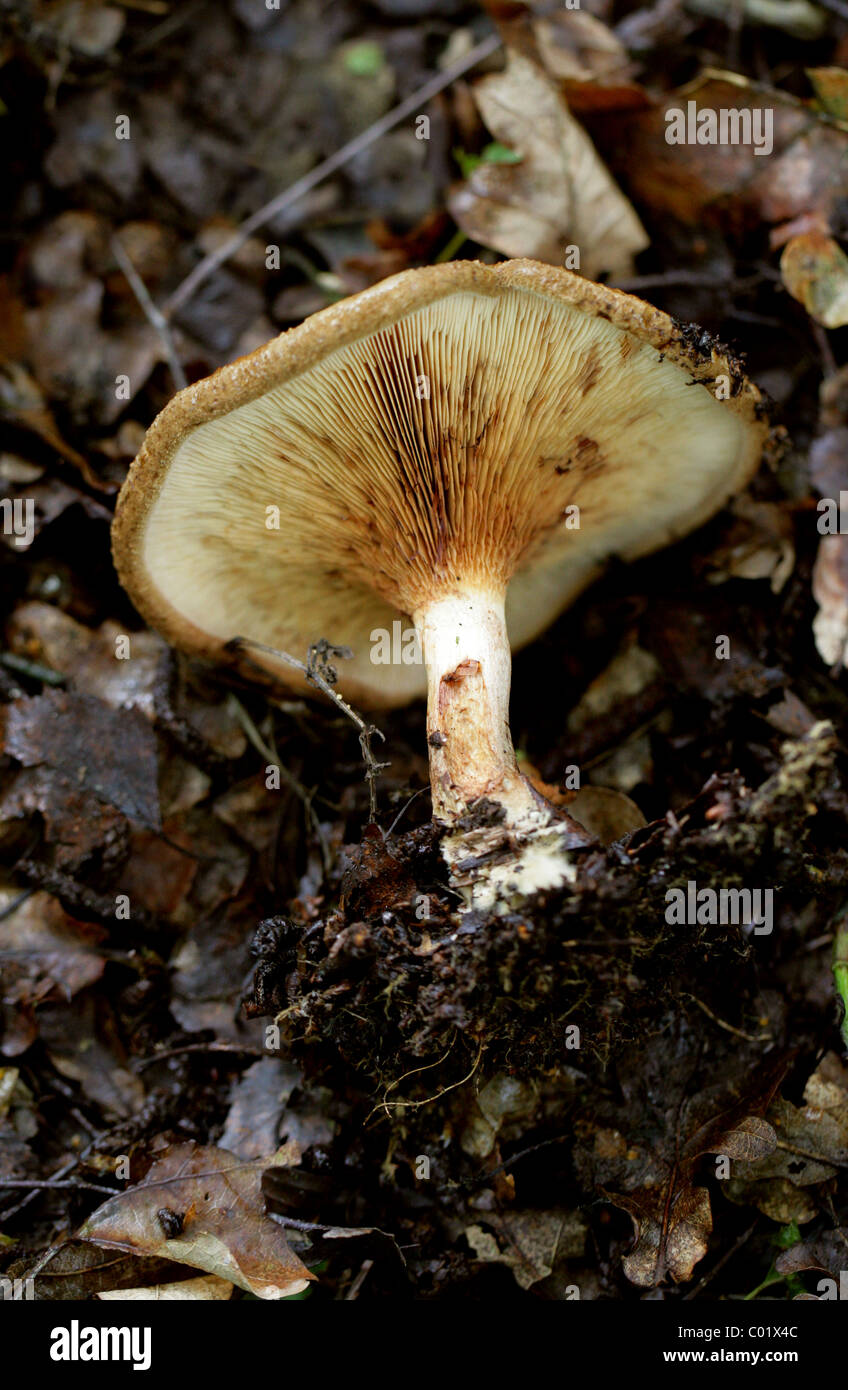 Brown Roll-rim, Paxillus involutus, Paxillaceae, Boletales ...