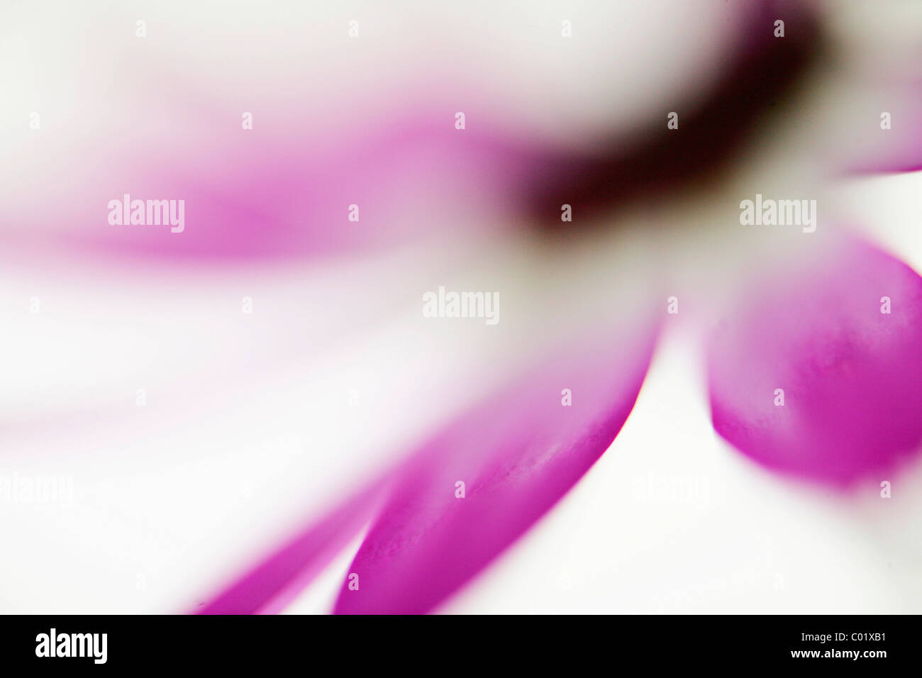 Abstract violet flower hi-res stock photography and images - Alamy