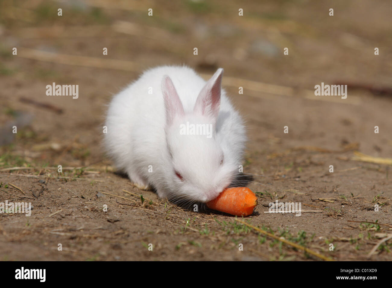 Behavior young hi-res stock photography and images - Alamy