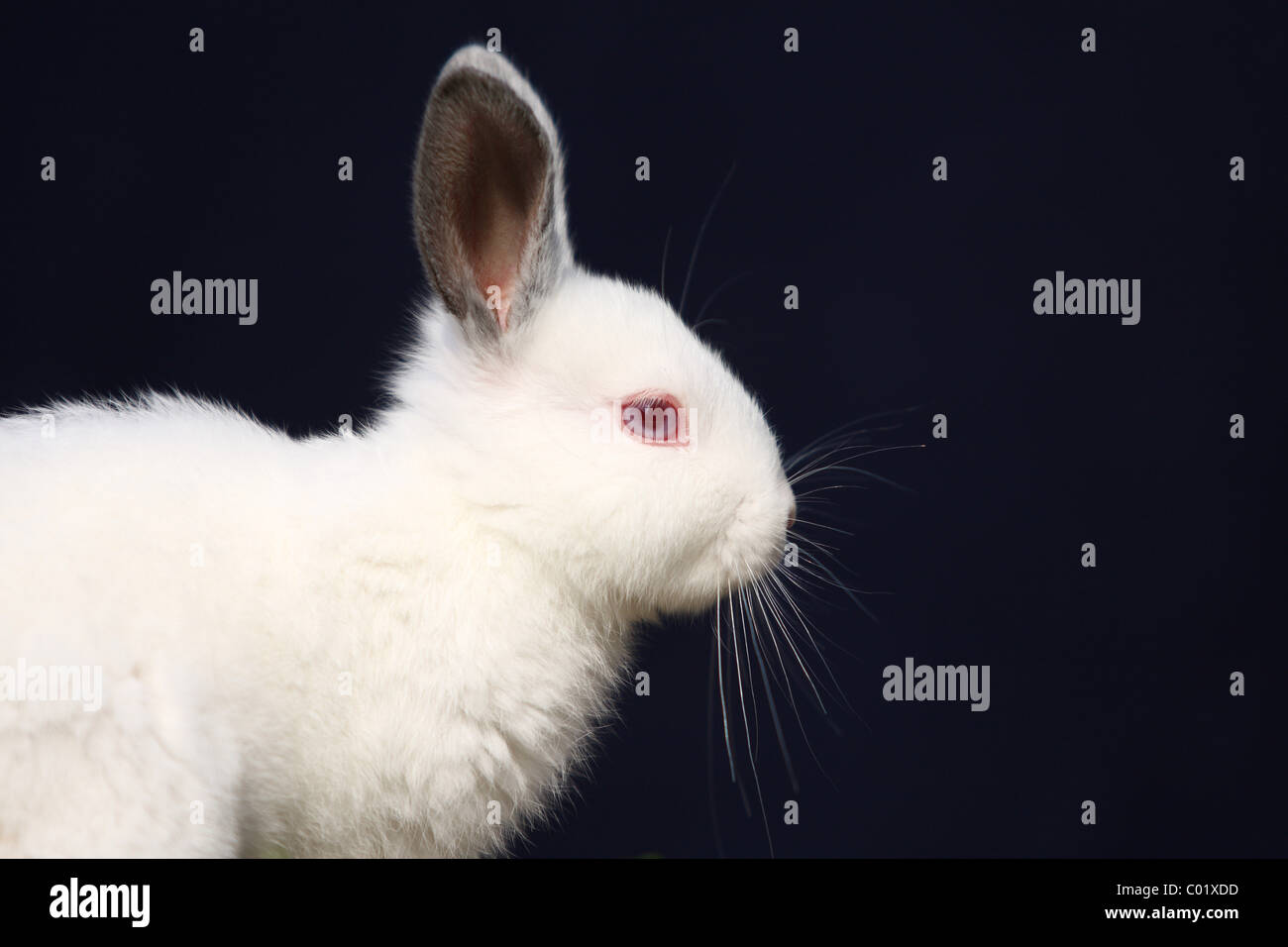 White bunny rabbit hi-res stock photography and images - Alamy