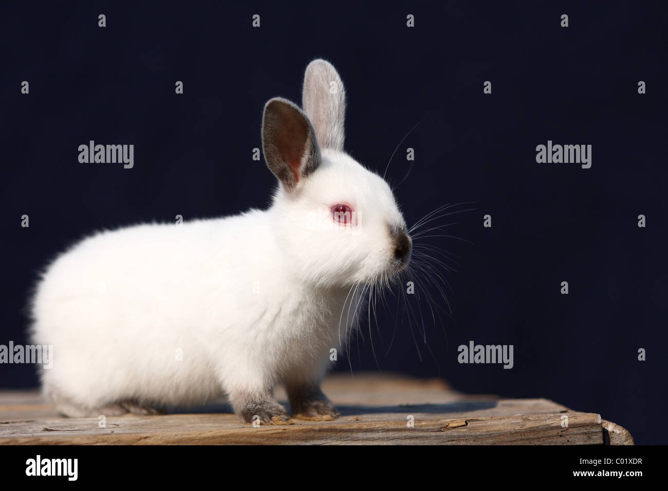 Young rabbit standing hi-res stock photography and images - Alamy