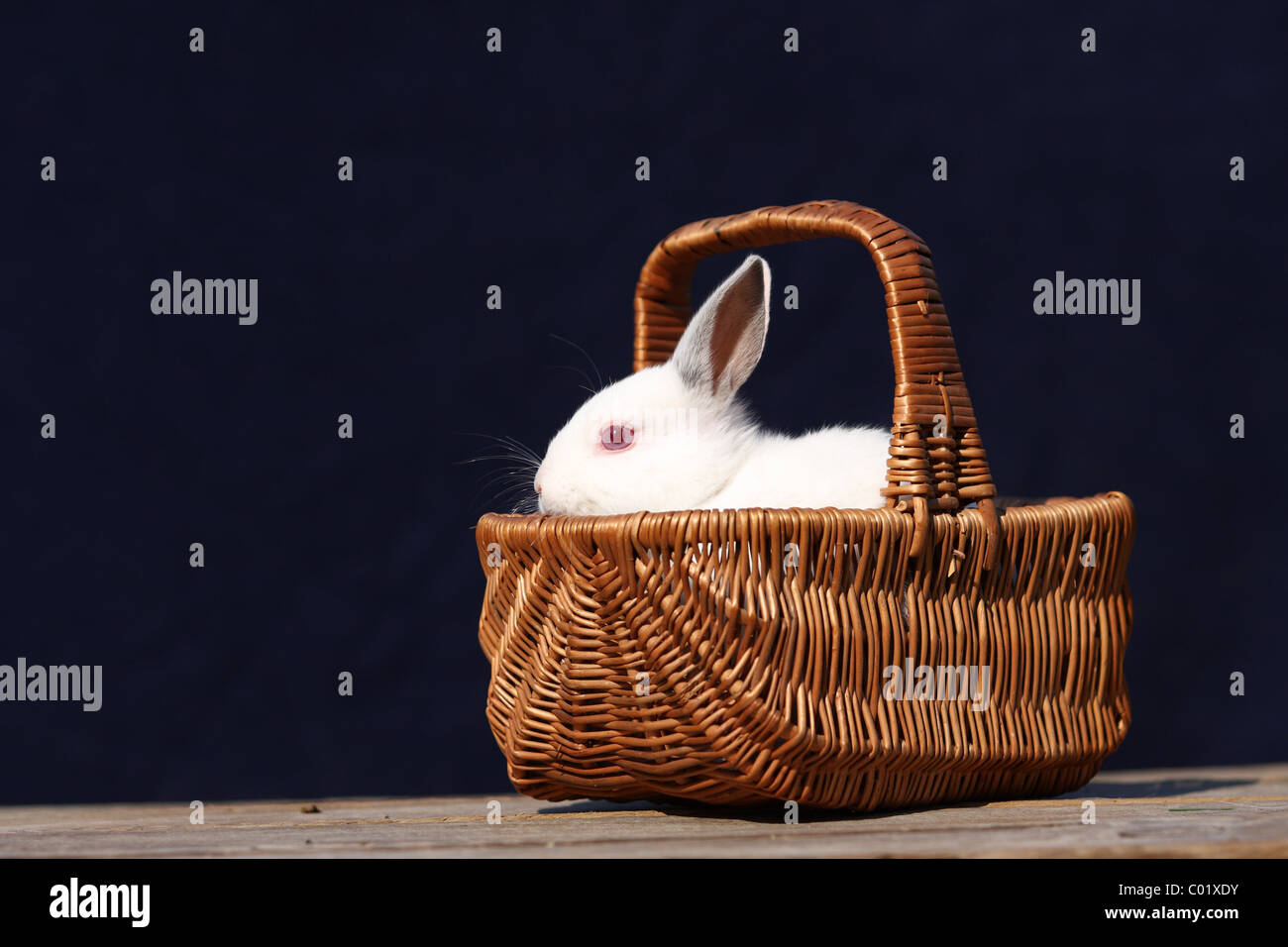 Rabbit white not dog not cat hi-res stock photography and images - Alamy