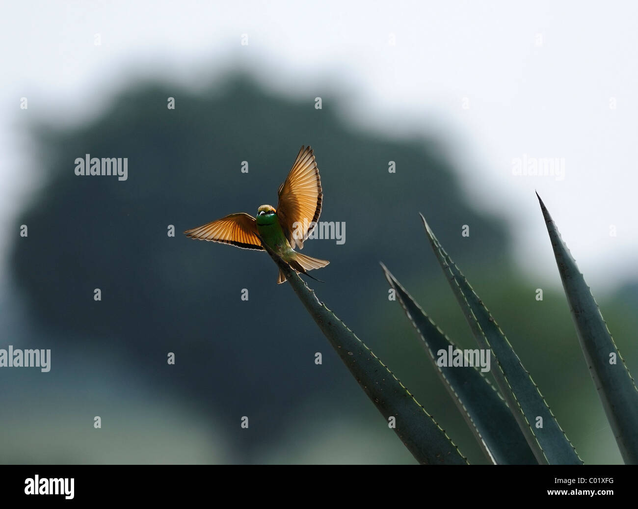 Golden bee eater hi-res stock photography and images - Alamy