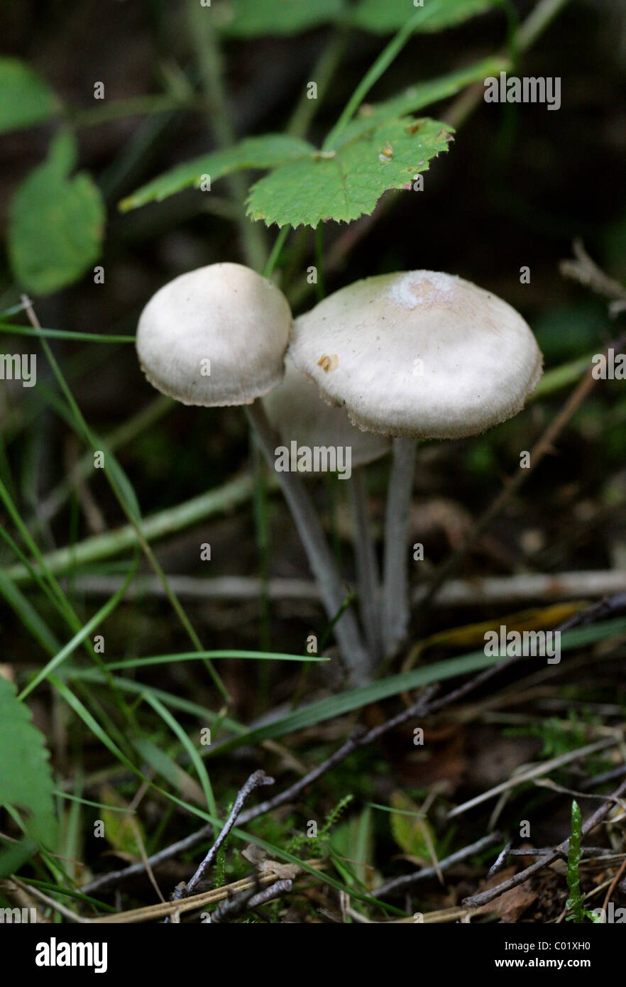 Collybia Stock Photos & Collybia Stock Images - Alamy