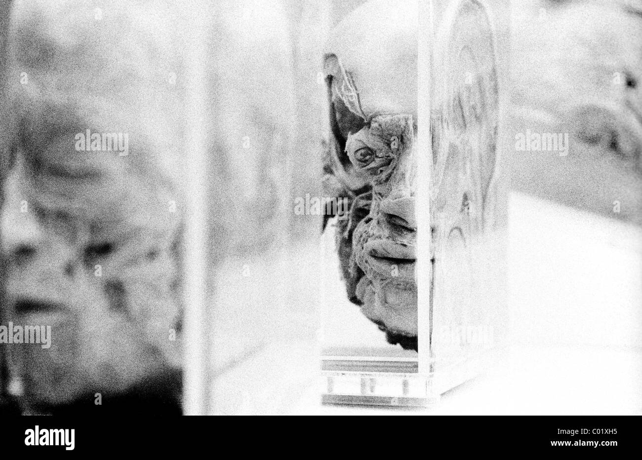 Research specimen Black and White Stock Photos & Images - Alamy