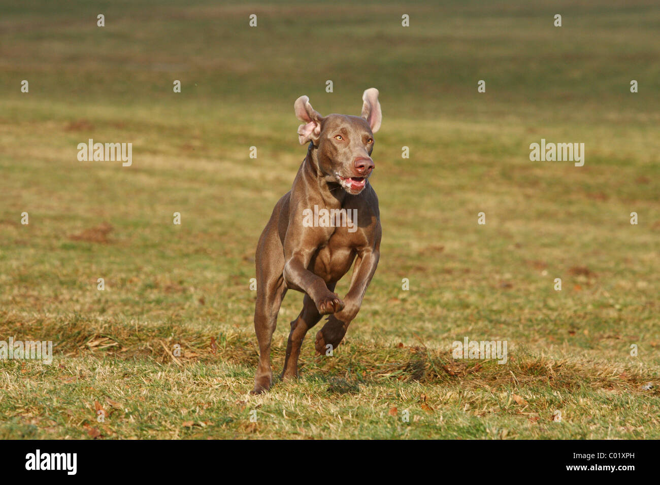 rennender Weimaraner / running Weimaraner Stock Photo - Alamy