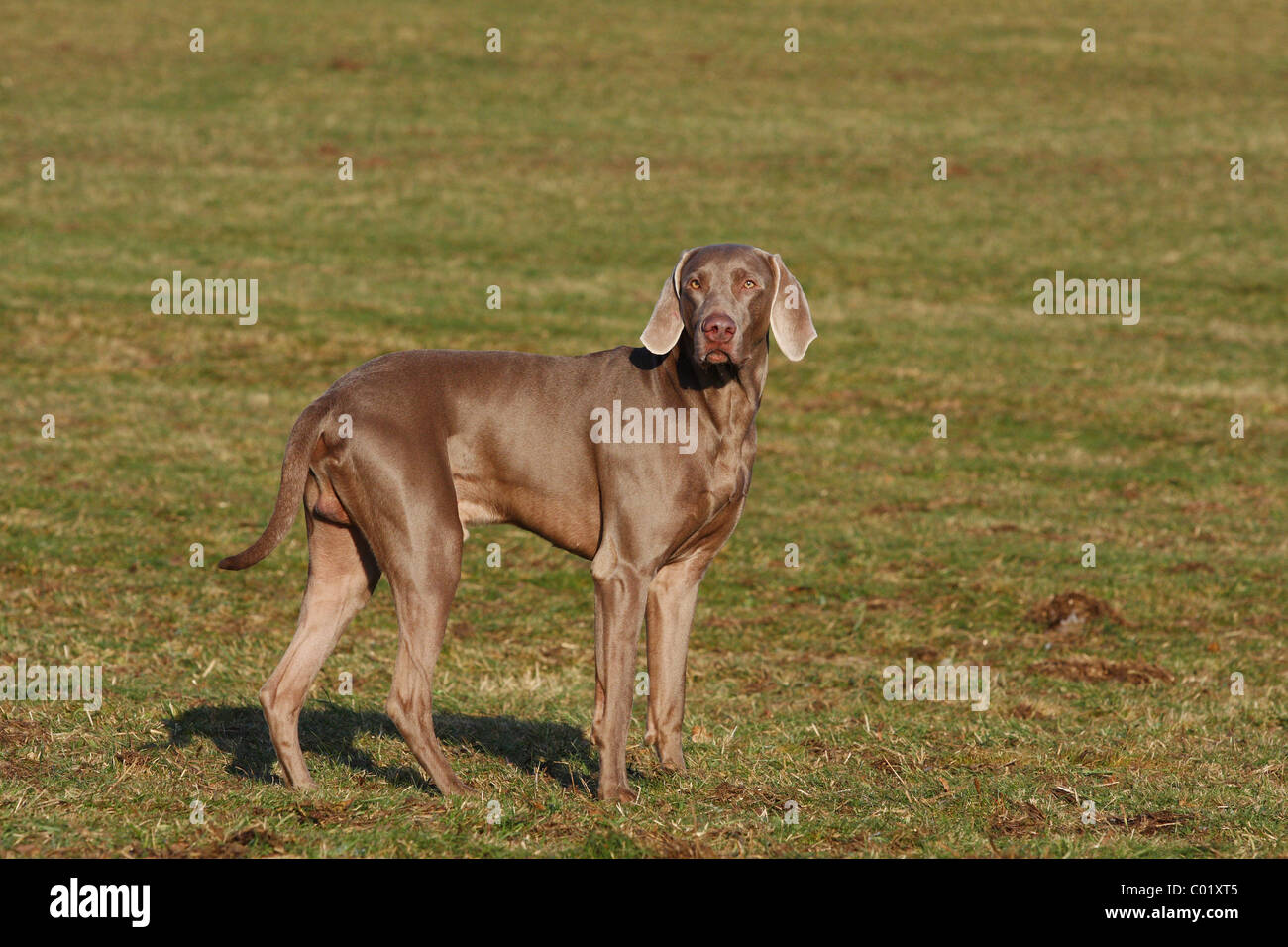 Weimaraner male standing hi-res stock photography and images - Alamy