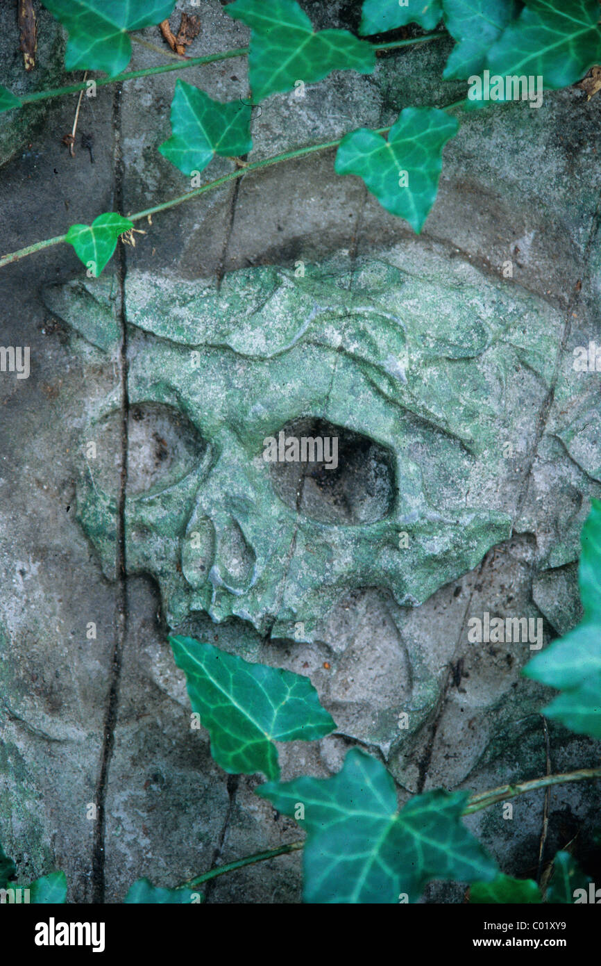 Skull on an old grave stone with ivy Stock Photo - Alamy