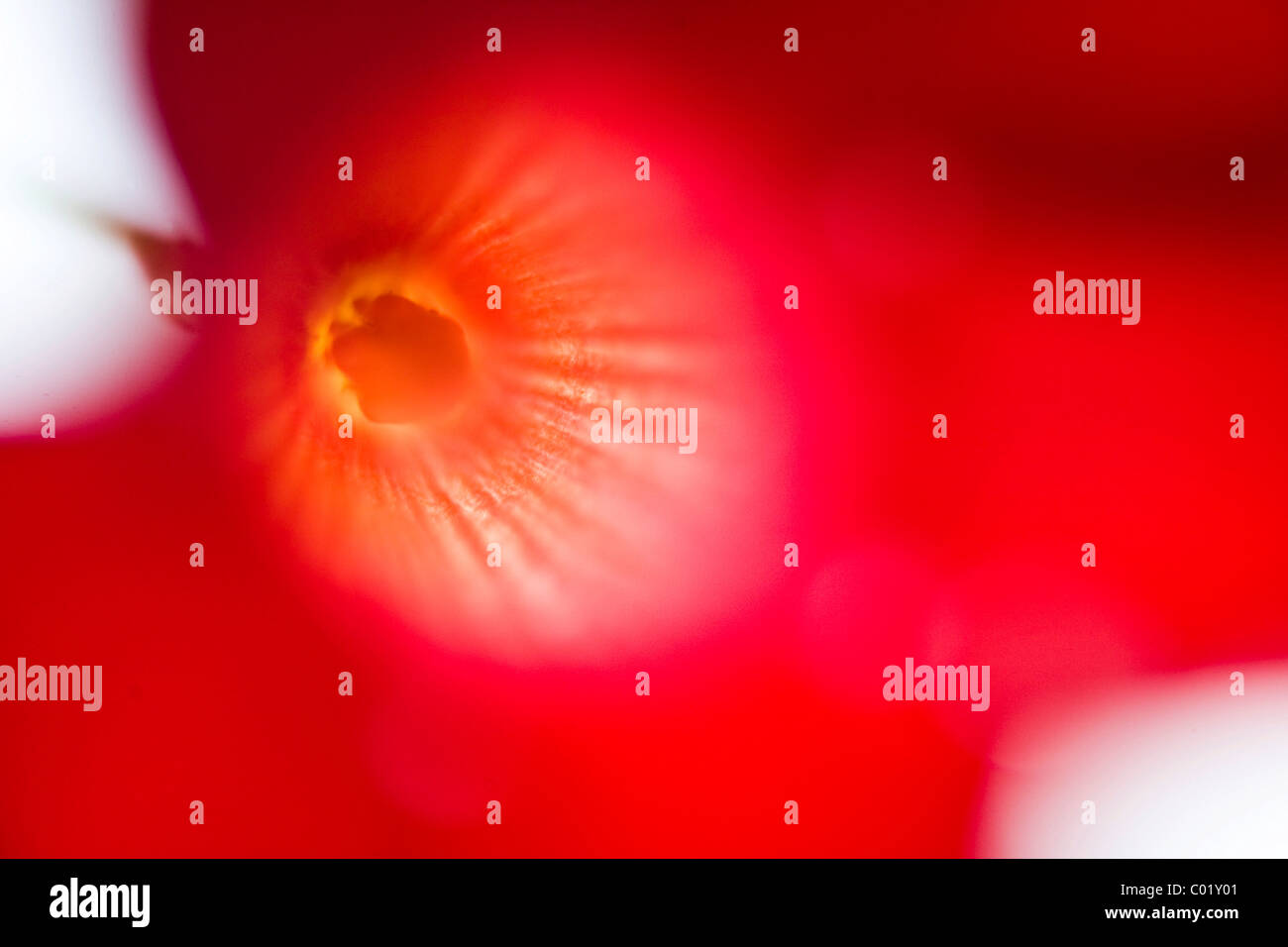 Abstract red flowers hi-res stock photography and images - Alamy