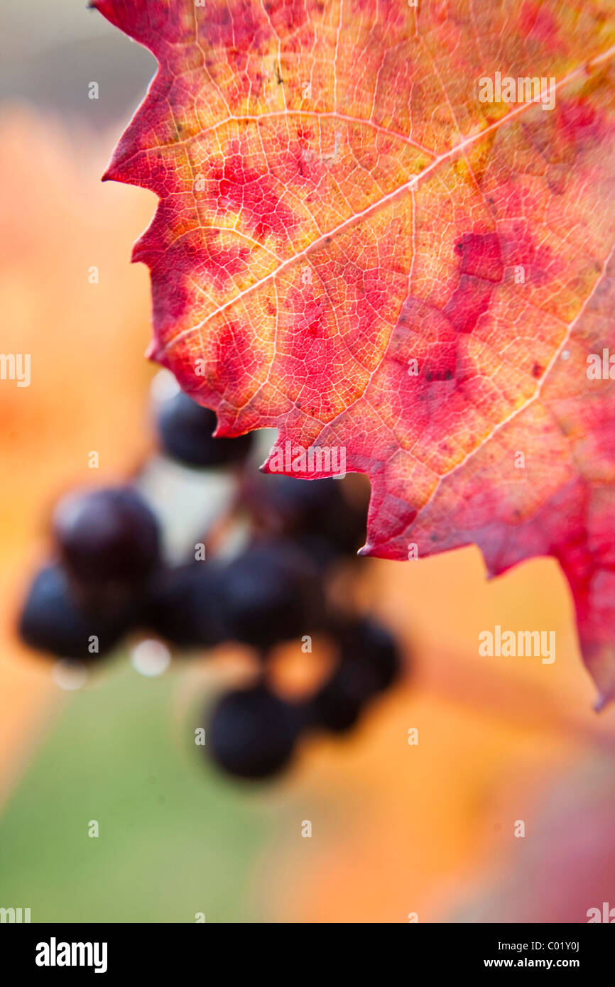 Red grapes, vine at the Moselle river, autumn Stock Photo - Alamy