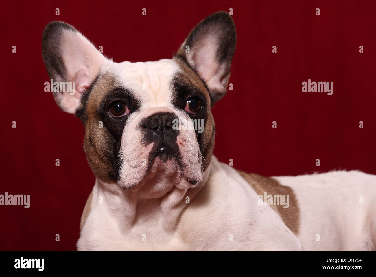 French Bulldog portrait Stock Photo - Alamy