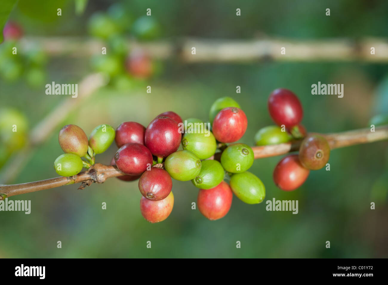 Coffee beans on plant Stock Photo - Alamy