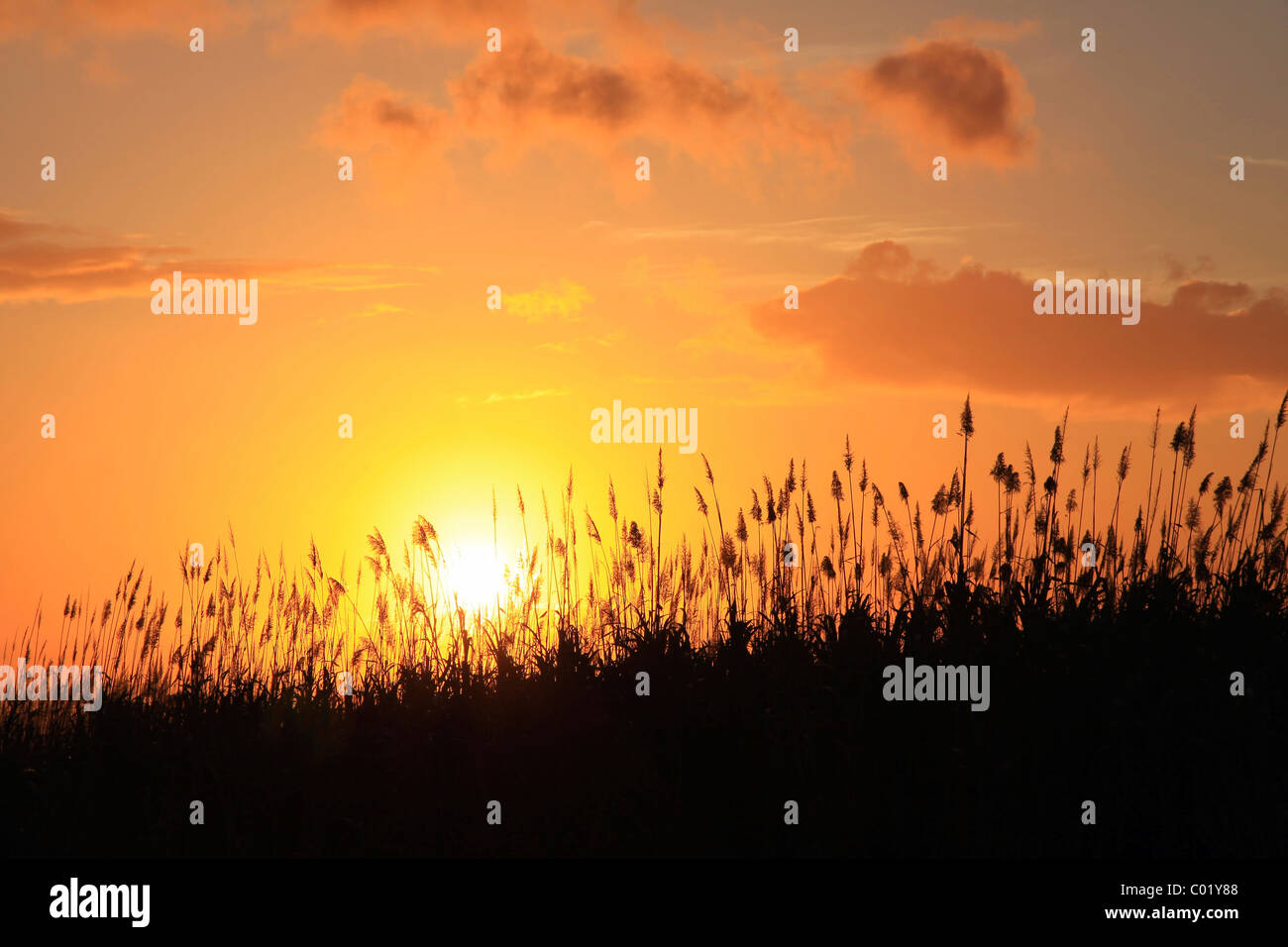 Beau bassin hi-res stock photography and images - Alamy