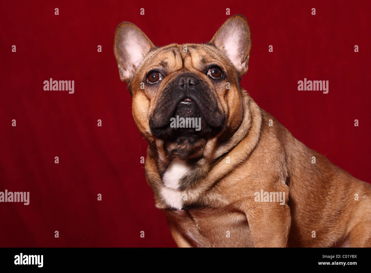 French Bulldog portrait Stock Photo - Alamy