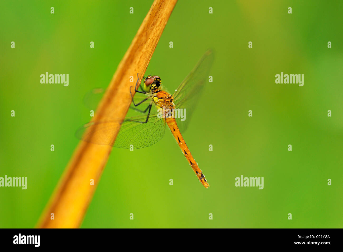 Spotted Darter (Sympetrum depressiusculum Stock Photo - Alamy