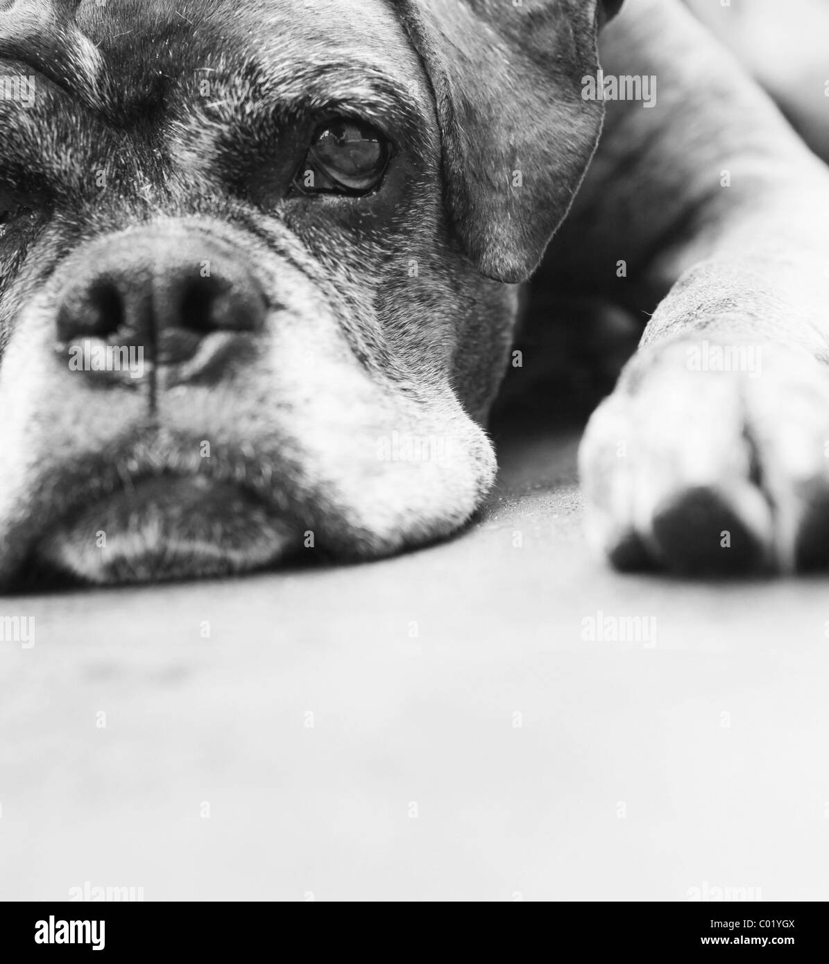Portrait white boxer Black and White Stock Photos & Images - Alamy