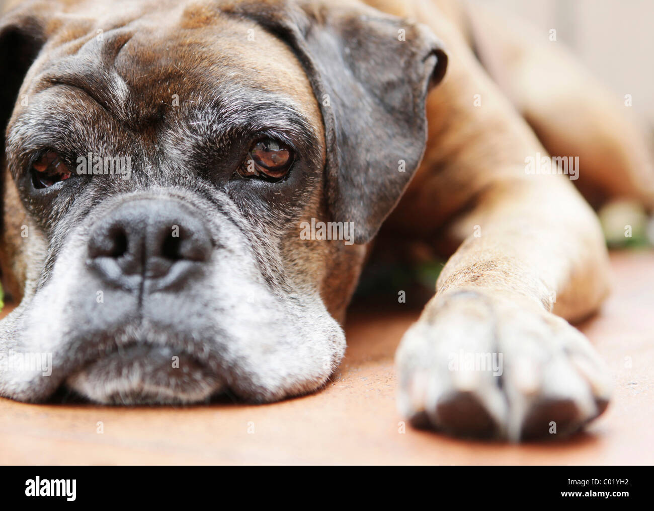Dog, brown, boxer, lying Stock Photo - Alamy