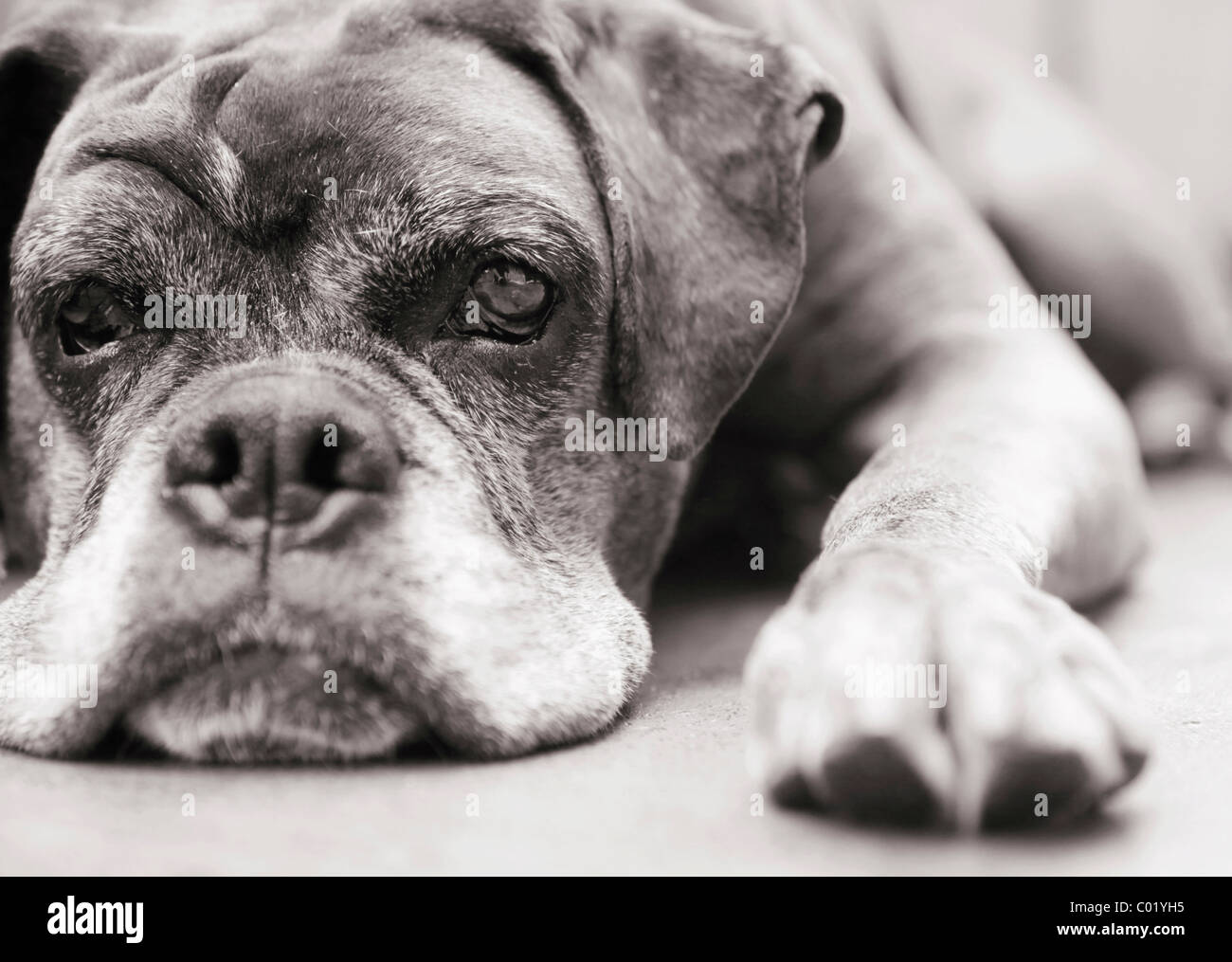 Dog, boxer, boxer, lying Stock Photo - Alamy