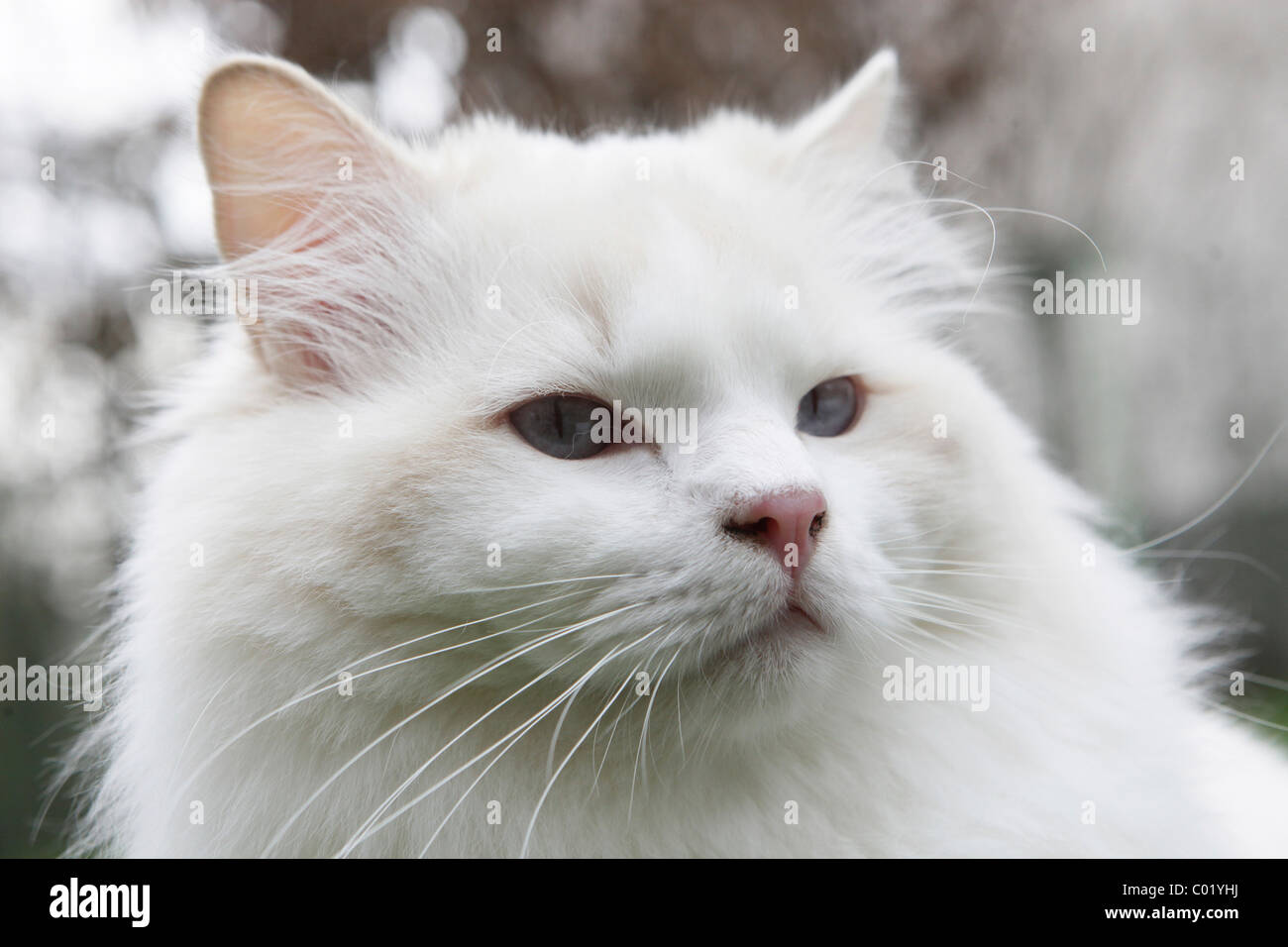 White cat, portrait Stock Photo - Alamy