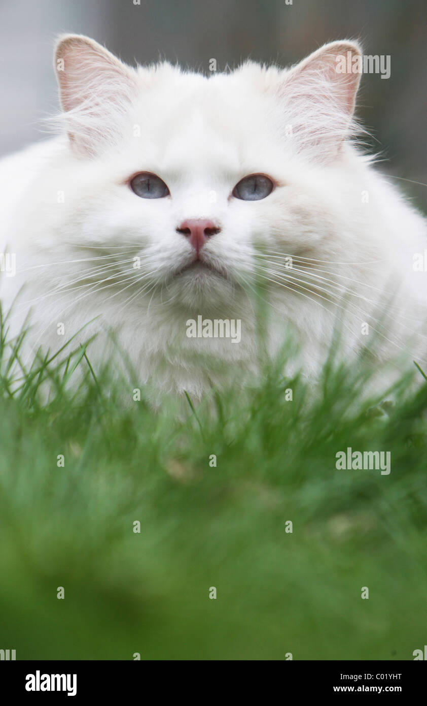 White cat in the grass Stock Photo - Alamy