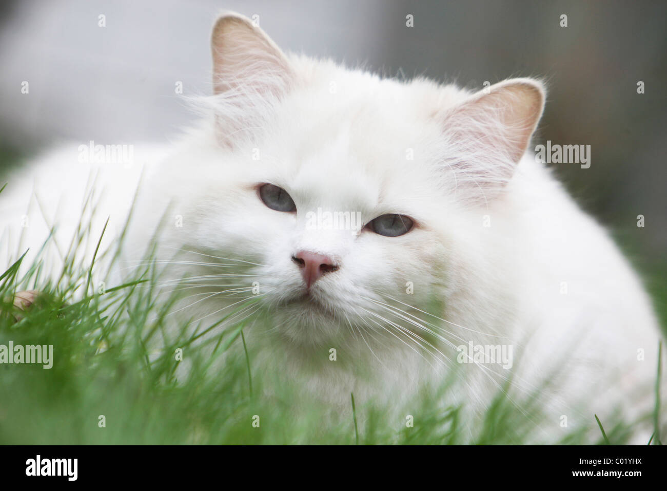 White cat in the grass Stock Photo - Alamy