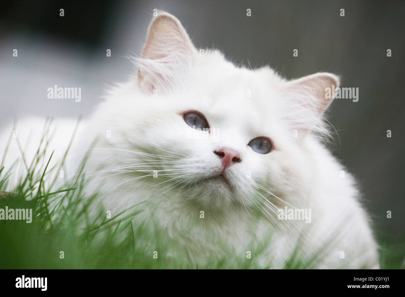 White cat in the grass Stock Photo - Alamy