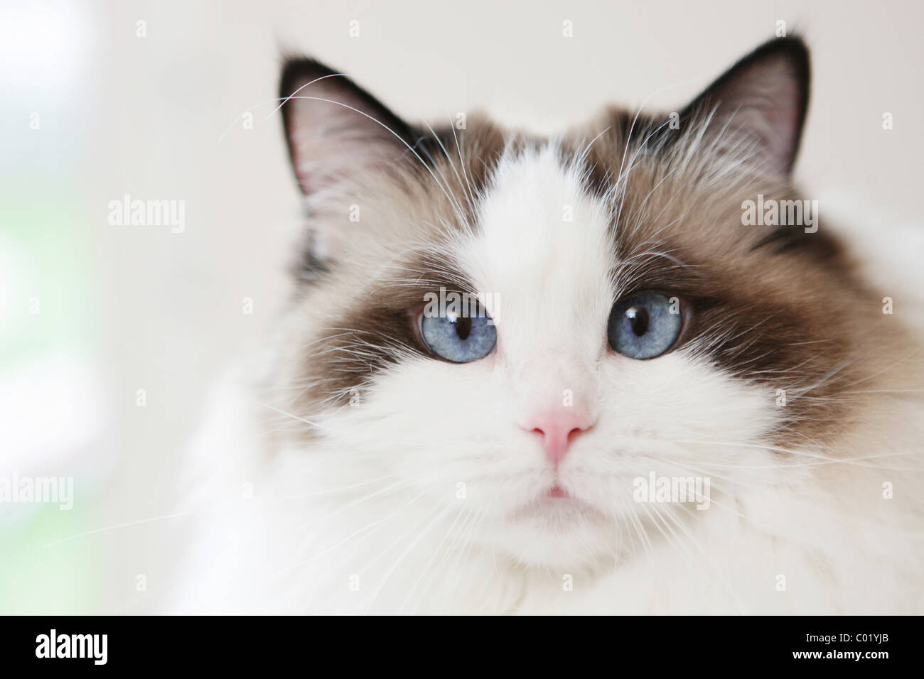 Brauner cat hi-res stock photography and images - Alamy
