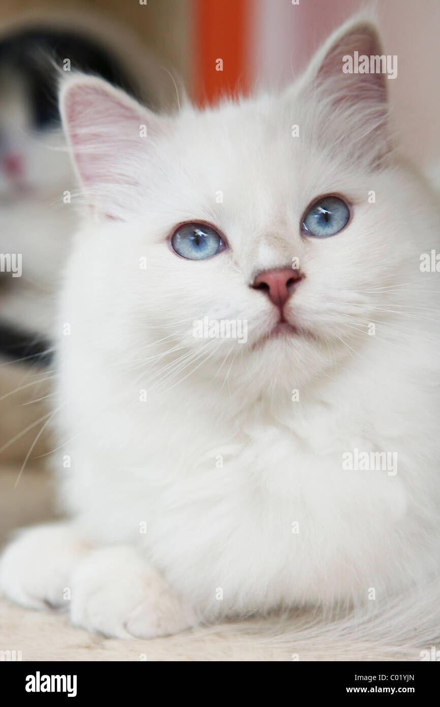 White cat, portrait Stock Photo - Alamy