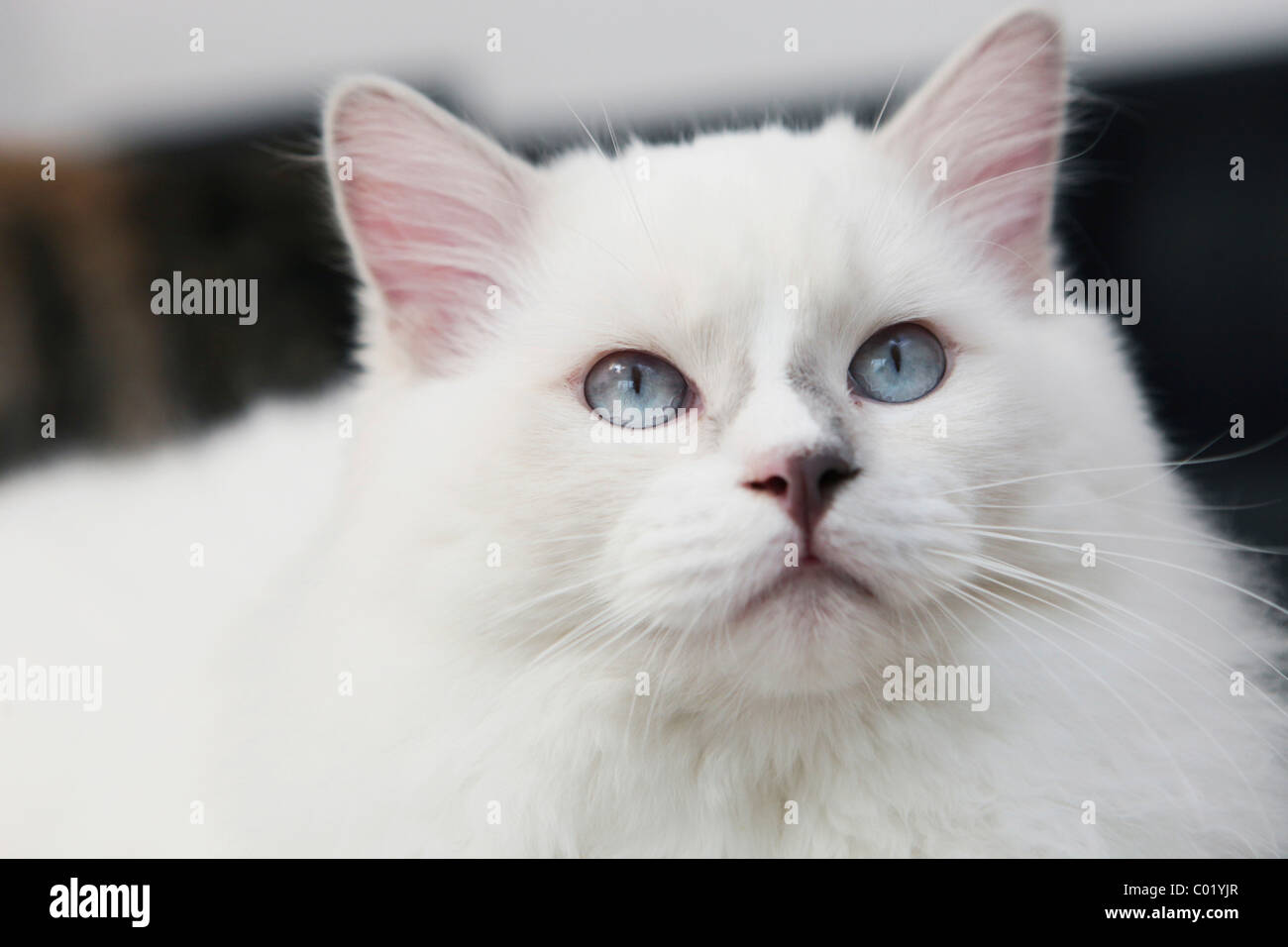 White cat, portrait Stock Photo - Alamy