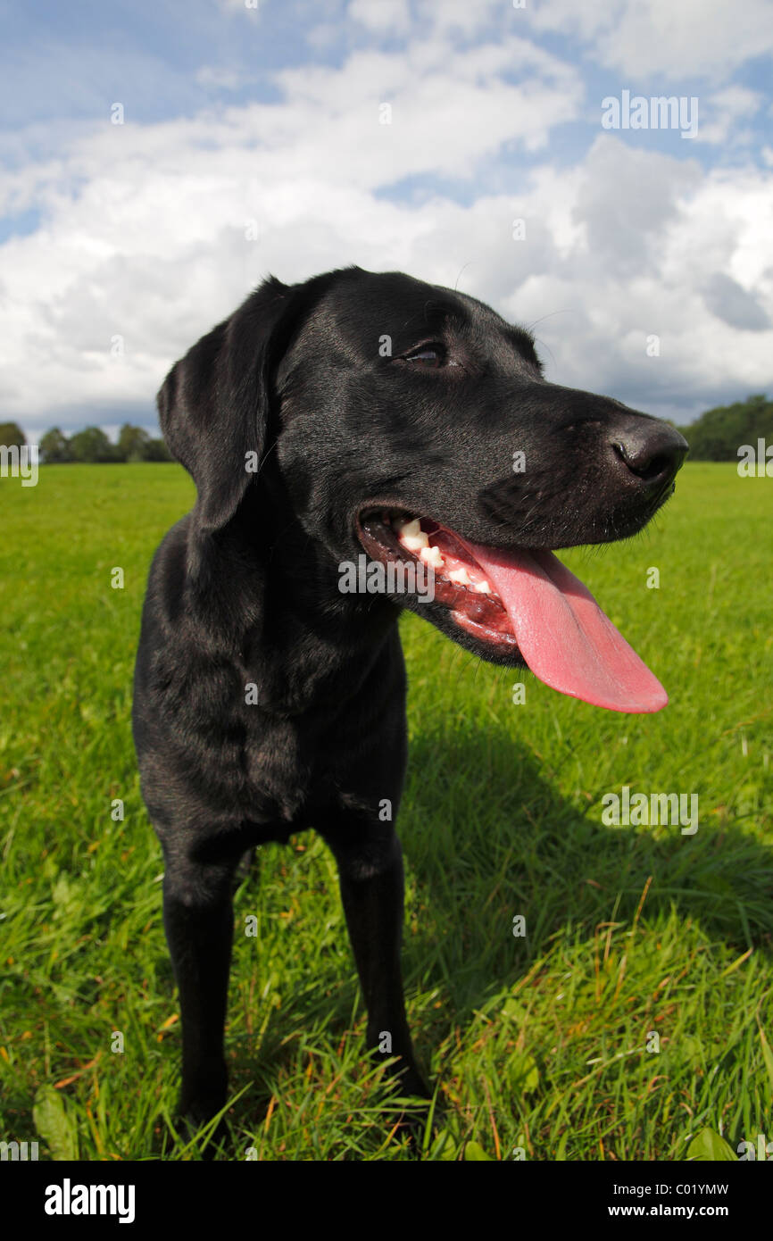 Black lab panting hi-res stock photography and images - Alamy