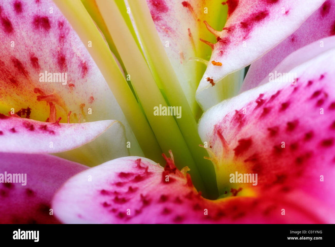 Stargazer lily hi-res stock photography and images - Alamy