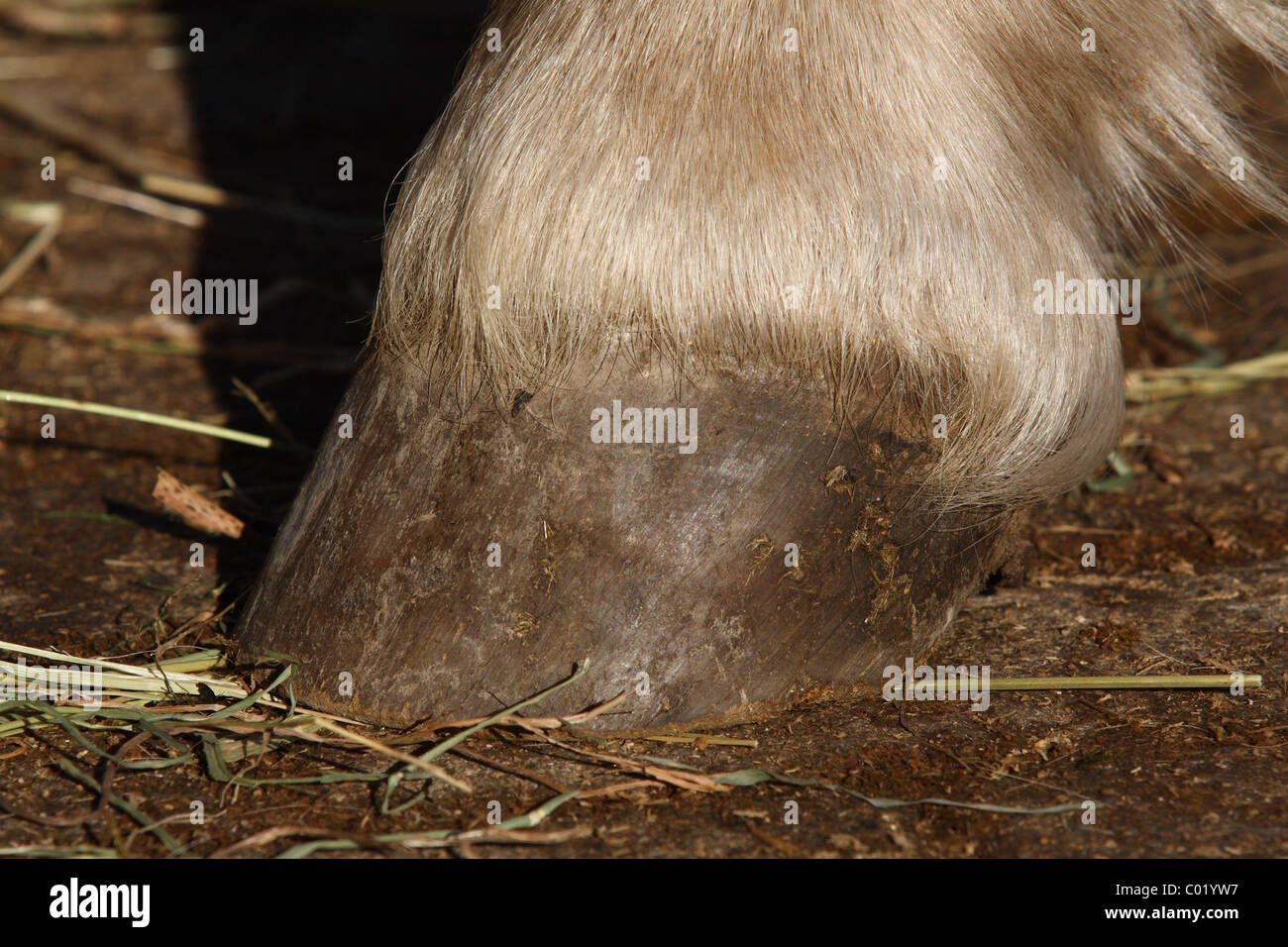 Detail Of Hoofs Stock Photos & Detail Of Hoofs Stock Images - Alamy