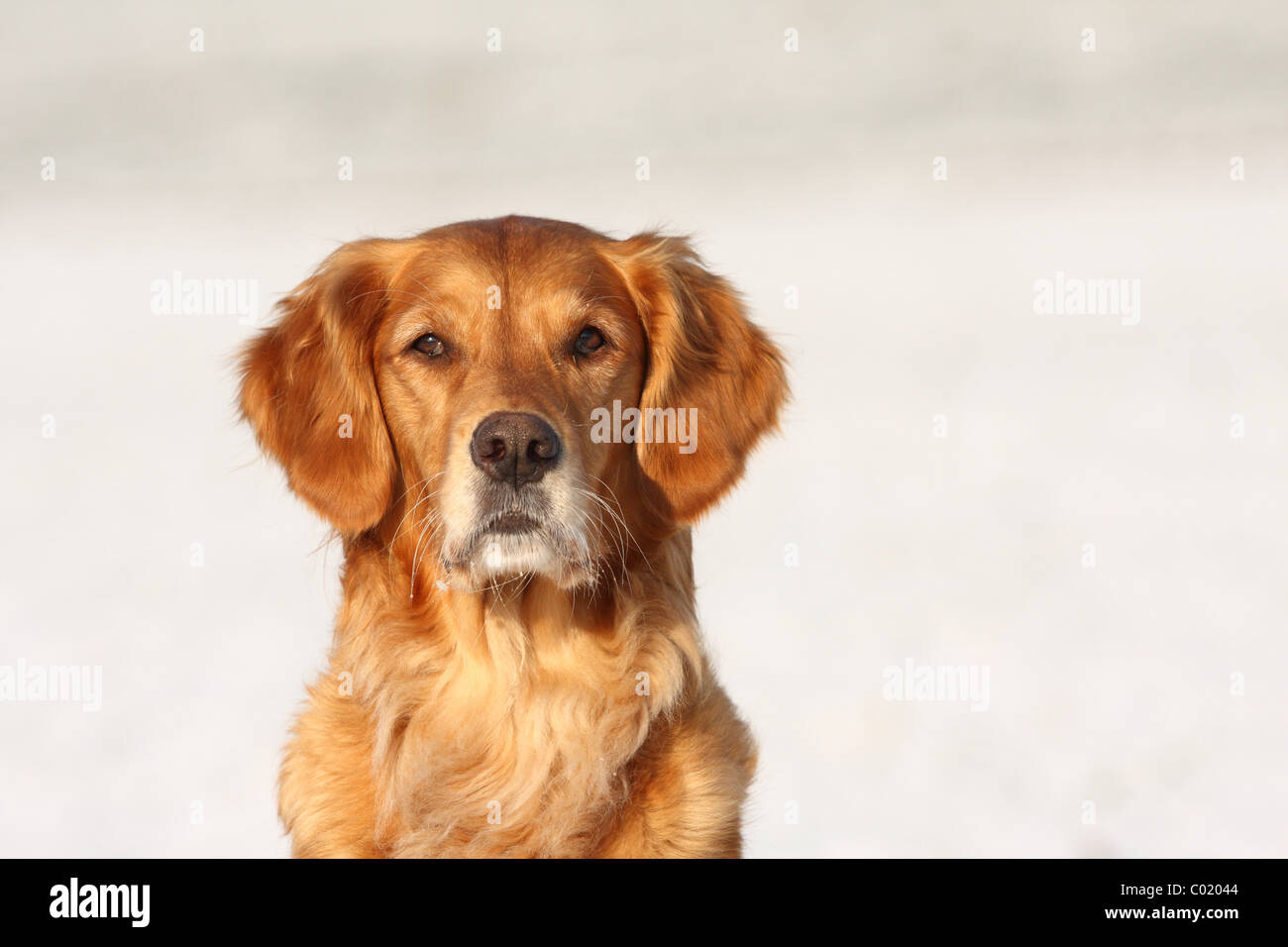 Golden Retriever Portrait Stock Photo - Alamy