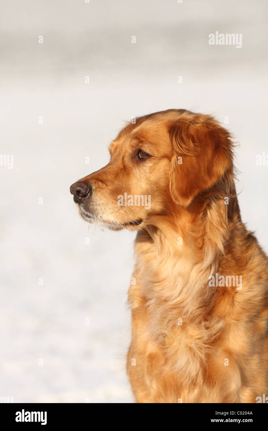 Golden Retriever Portrait Stock Photo - Alamy