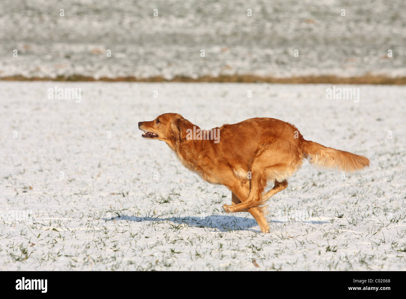 running Golden Retriever Stock Photo - Alamy